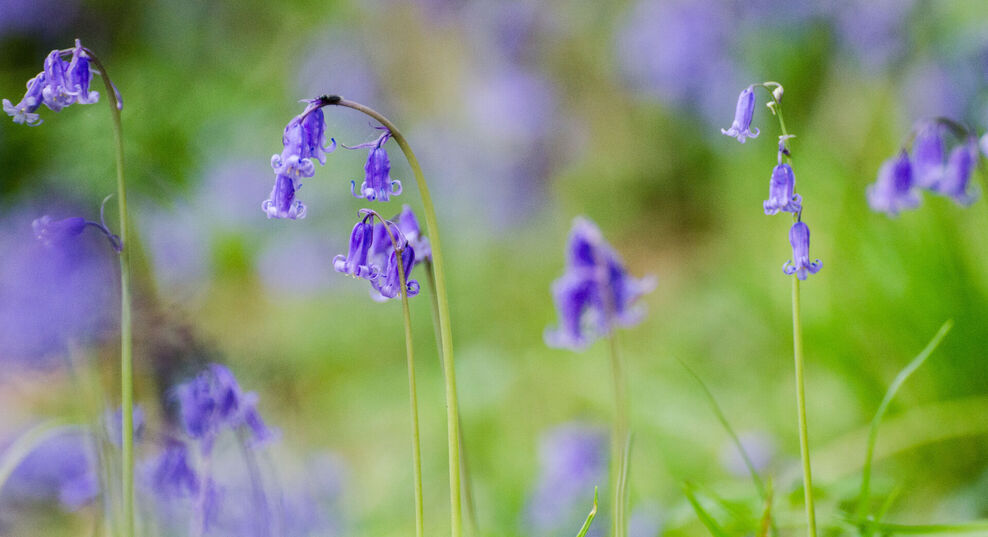 Visiting bluebell woodlands responsibly | Yorkshire Wildlife Trust