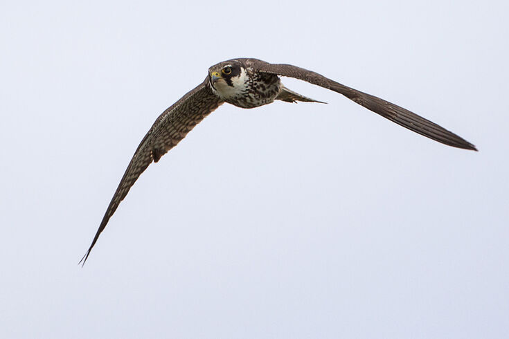 Potteric Carr wildlife sightings | Yorkshire Wildlife Trust