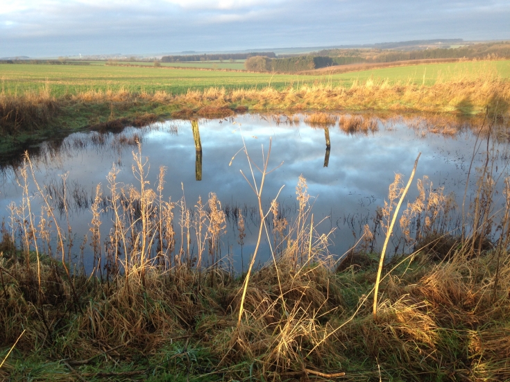 Wolds dew ponds | Yorkshire Wildlife Trust