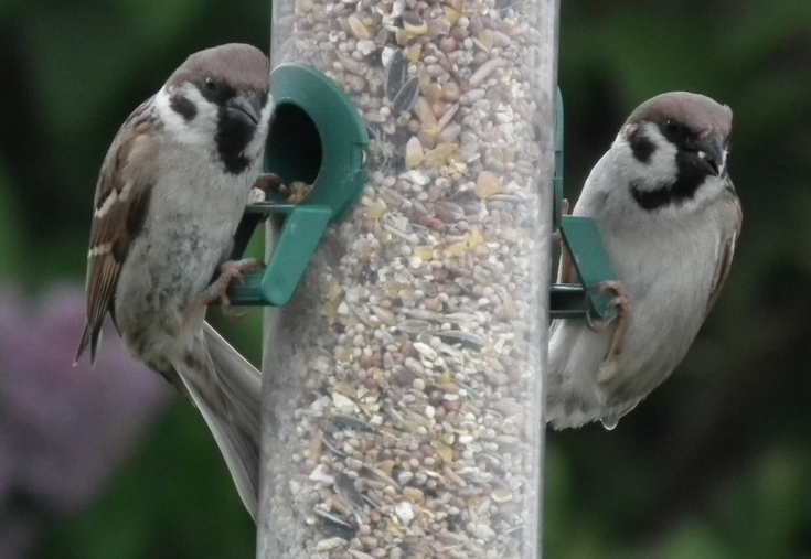 Spadgers and spuggies | Yorkshire Wildlife Trust