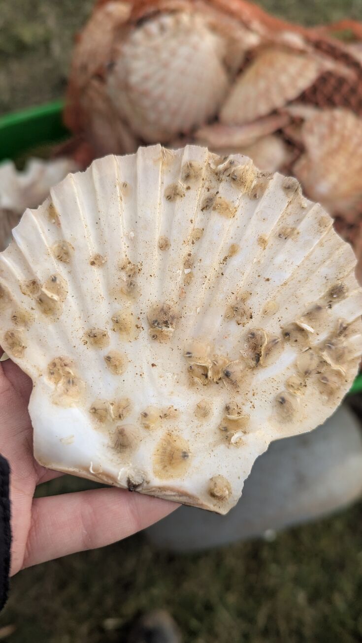 Oyster Reinforcements Deployed: Wilder Humber Marks UK’s Largest ...