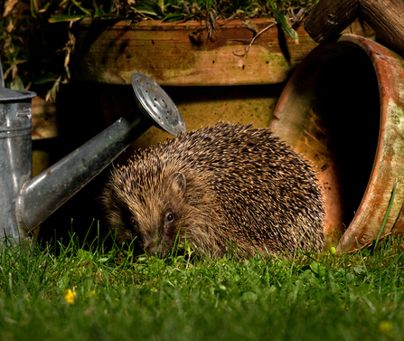 Getting to know our hibernating mammals | Yorkshire Wildlife Trust
