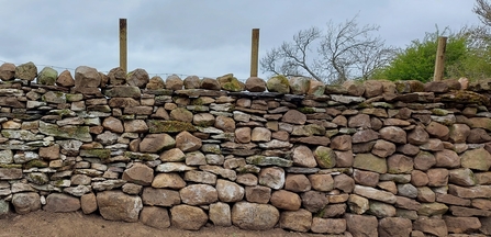 Wildlife Gardening Award | Yorkshire Wildlife Trust