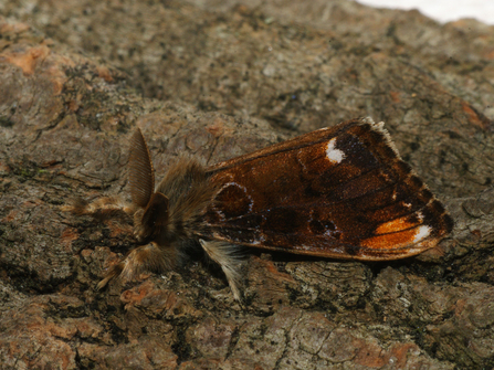 The scarce vapourer moth | Yorkshire Wildlife Trust