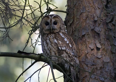 Autumn wonders – owls in the half-light | Yorkshire Wildlife Trust