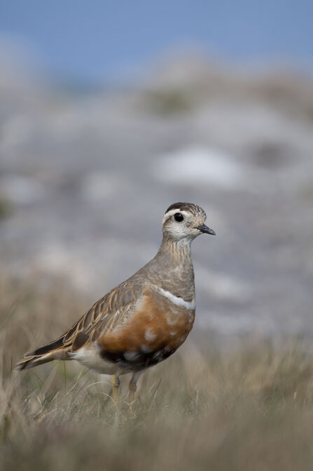 Ingleborough's Iconic Wildlife | Yorkshire Wildlife Trust