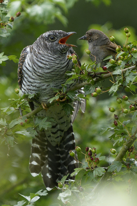 Curious about cuckoos | Yorkshire Wildlife Trust