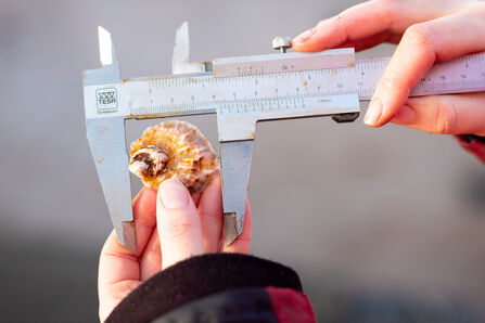 Humber estuary oyster restoration project pioneers new reintroduction ...