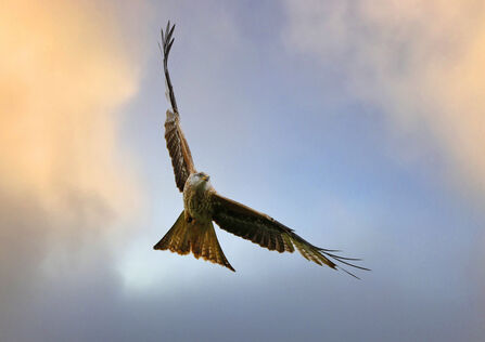 Red Kites in Yorkshire | Yorkshire Wildlife Trust