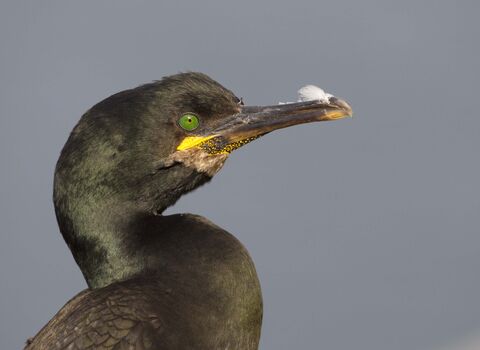 Shag | Yorkshire Wildlife Trust