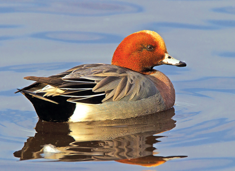 North Cave Wetlands | YWT