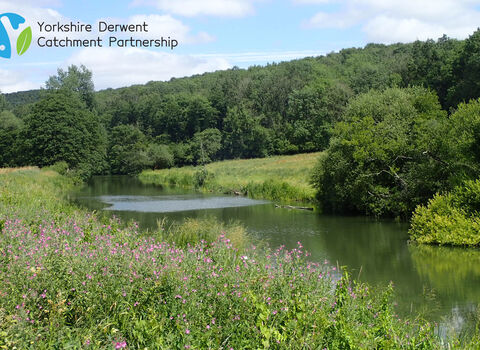 Yorkshire Derwent Catchment Partnership | Yorkshire Wildlife Trust